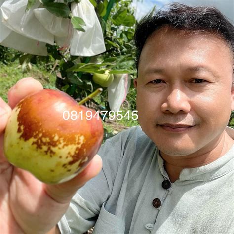 ใครยังไม่มี ต้องมี ️🌱 ผลดก ลูกใหญ่ เนื้อกรอบ หวานฉ่ำ อร่อยจนต้องปลูกเอง ️ จะปลูกไว้ทานในบ้าน