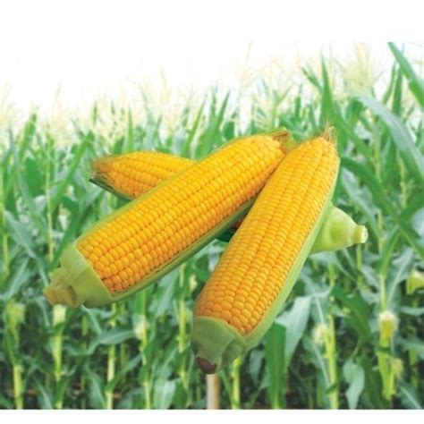 Jual Benih Biji Jagung Manis Unggul 35 Biji Shopee Indonesia