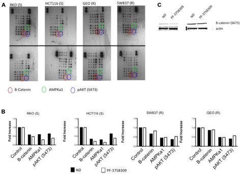 Proteome Profiler Analysis Of Two Sensitive And Two Resistant CRC Cell Download Scientific
