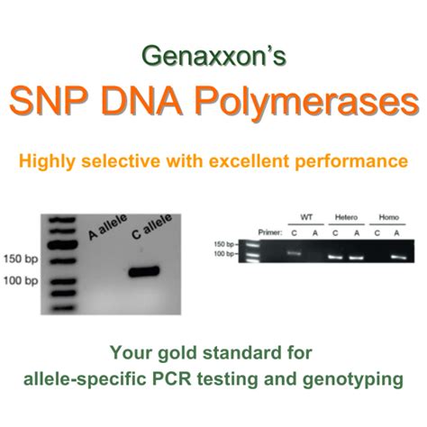 Highly Selective Snp Dna Polymerases The Gold Standard For Allele Specific Pcr Testing And