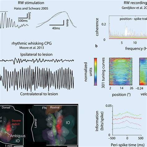 1 A Surface Map Of The Rat Sensorimotor Cortex The Primary Download Scientific Diagram