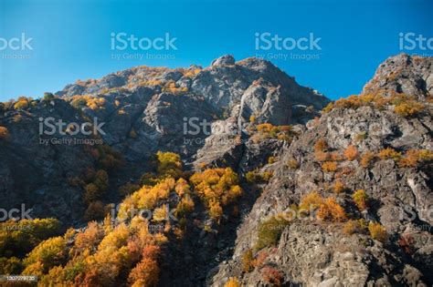 일몰에 아스팔트 산악 도로와 다채로운 가을 숲과 놀라운 전망 가을에는 빈 도로 나무 햇빛이 있는 아름다운 풍경 여행 배경 자연 0명에 대한 스톡 사진 및 기타 이미지