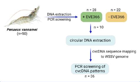 Diagram Showing The Work Plan For Isolation Sequencing And Analysis Of Download Scientific
