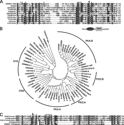 Sequence Alignment Of Cnmp Binding And Acetyltransferase Domains A Download Scientific