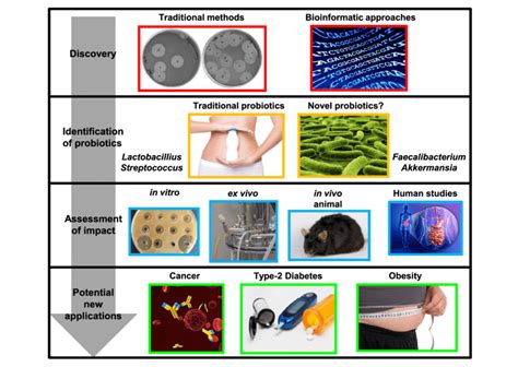 Bacteriocins From Discovery To Potential Probiotic Application Download Scientific Diagram