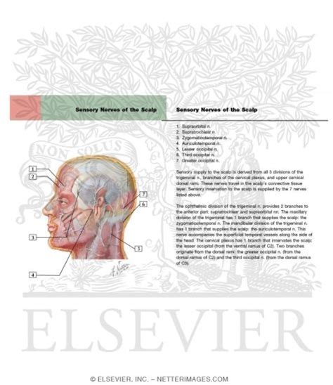 Face And Scalp Cutaneous Nerves