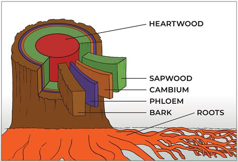 Tree Bark Anatomy At Pam Calhoun Blog