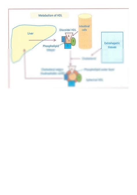 Solution A Summary Diagram Of Hdl Metabolism Studypool Solution A Summary Diagram Of Hdl Metabolism Studypool