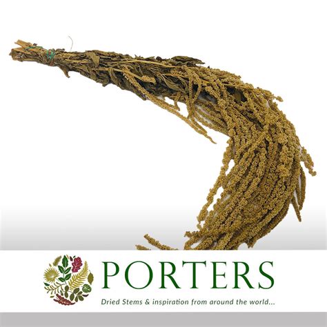 Amaranthus Trailing Natural Green Porters Foliage Ltd