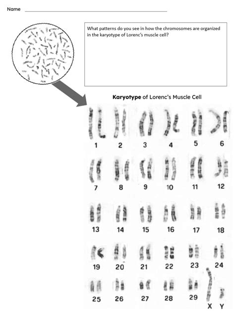 Karyotype Notes Pdf