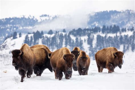 Yellowstone National Park December At Abbey Bracy Blog