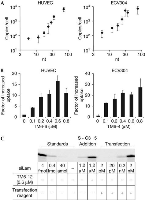 Phosphorothioate Stimulated Uptake Of Short Interfering Rna By Human Cells Pmc