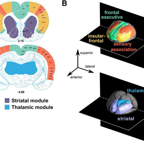 A Brain Regions N 118 Selected As Input Nodes In The Modularity Download Scientific Diagram