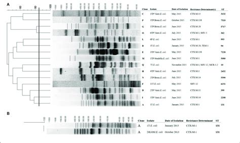 A Cluster Analysis Of The Esbl Producing E Coli Isolates B Download Scientific Diagram