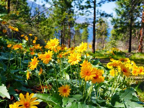 Nature Notes Arrowleaf Balsamroot Backwoods Mama