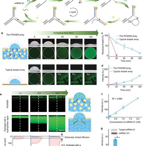 Bioinspired Design Of The Power Based On Wet Strategy A Schematic Download Scientific Diagram