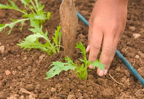 The Basic Soil Types