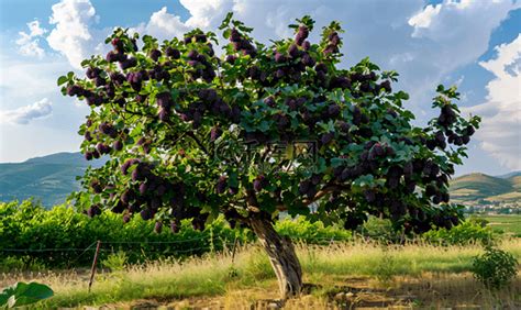 室外桑树高清摄影大图 千库网