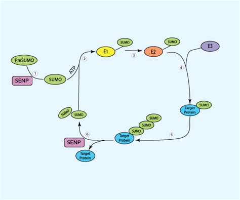 Leveraging Sumoylation To Regulate Immune Response