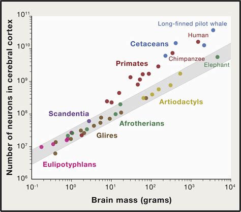 Evolution Of The Human Nervous System Function Structure And Development Cell