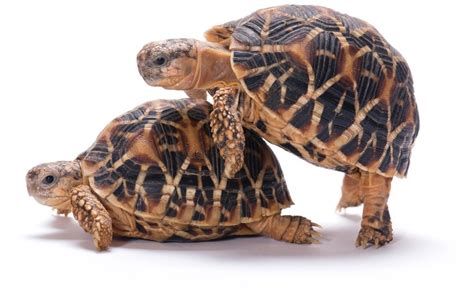 Accelerometer Mounting Best Practices For Vibration Measurement