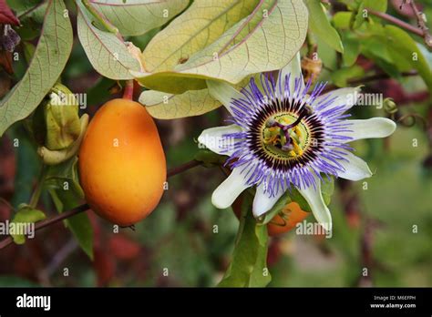 Passion Fruit And Flower Growing On The Vine In An English Garden Stock