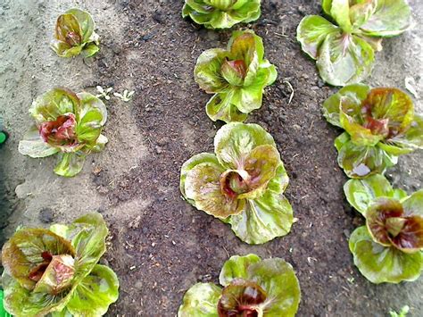 Tfnightly Unknown Command Line Flag Logtostderr · Issue 2808 · Tensorflowmodels · Github