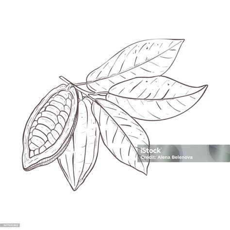 코코아 잎과 닫히고 열린 콩의 벡터 그림 세트 나뭇가지의 검은색 윤곽선 그래픽 그림 엽서 디자인 및 구성 장식 인쇄물 포스터 스티커 메뉴 우표 Fashion Show에 대한