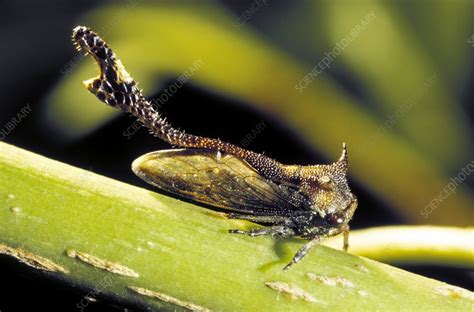 Treehopper Stock Image C006 8093 Science Photo Library