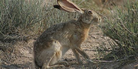 Black Tailed Jackrabbit White Sands National Park Us National Park