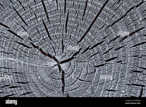 Tree Trunk Structure Charred Acacia Cross Section Natural Pattern