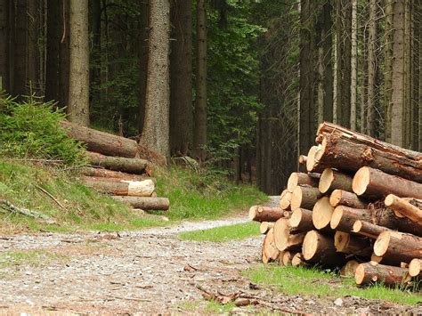 Forest Logging Bohemia Free Photo On Pixabay Pixabay