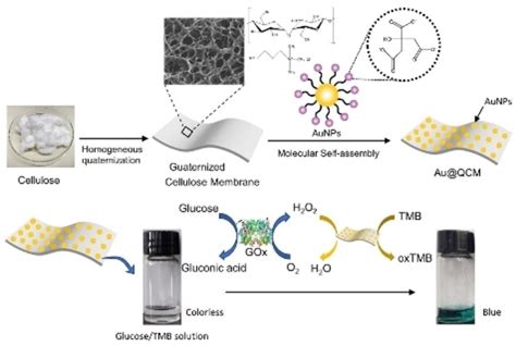 Molecular Self‐assembly Of Au Nanoparticles On A Porous Cellulose Membrane Template For Highly
