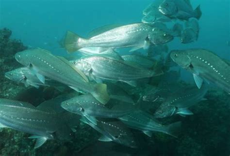 Mulloway Argyrosomus Japonicus Ocean Info