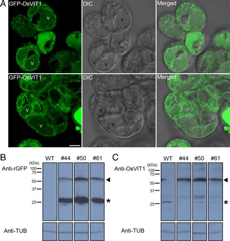 Generation Of Transgenic Arabidopsis Cell Lines With Gfp Osvit1 A Download Scientific Diagram