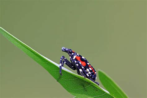 180 Fulgoroidea Fotografías De Stock Fotos E Imágenes Libres De Derechos Istock