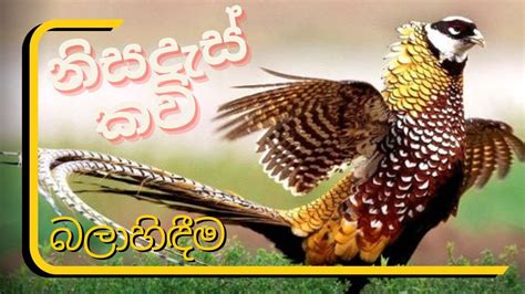 රැවටුනාද මන්ද ලස්සන වුනාට නිසඳැස් කවි Sinhala Nisadas Youtube