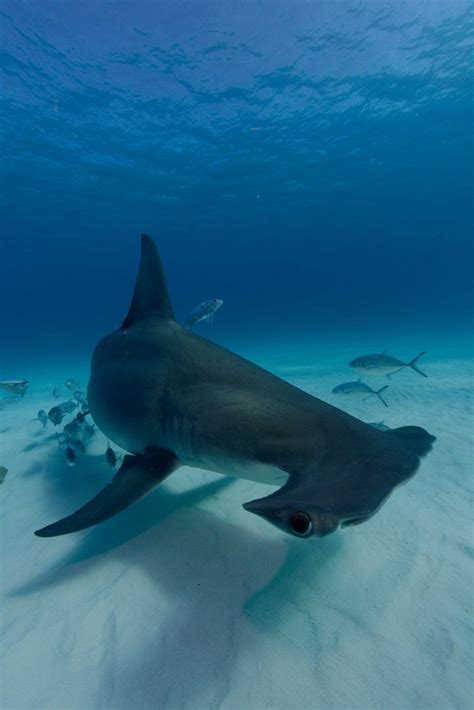 Migratory Sharks Benefit From Safe Spaces Save Our Seas Magazine