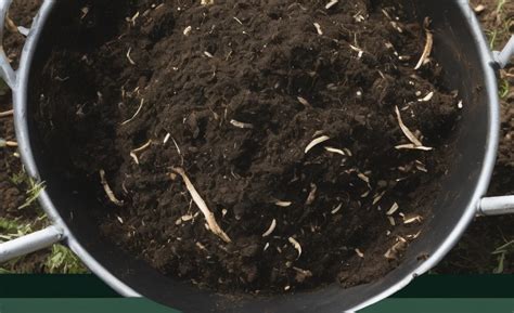 Manure Composting Guide Proven Essential Tips
