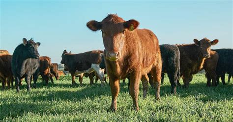 Our Work Currie Communications