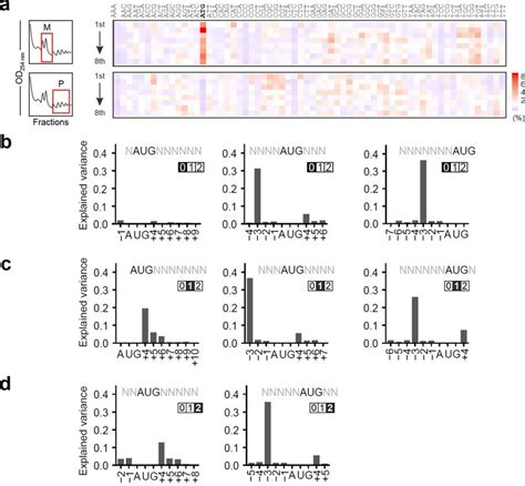 scarf regulation by the start codon sequence context a hek293 kb download scientific diagram