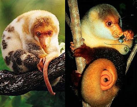 Spotted Cuscus Colorful Shy Marsupial Animal Pictures And Facts