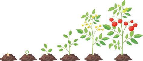 مراحل رشد گوجه فرنگی