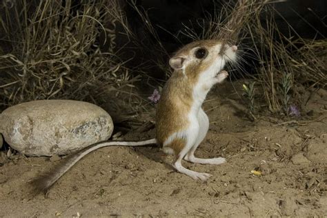 Kangaroo Rat Facts Size Habitat And Pictures