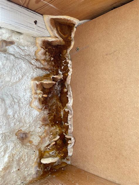 Dry And Wet Rot Timber Treatment Westimber Preservation Ltd