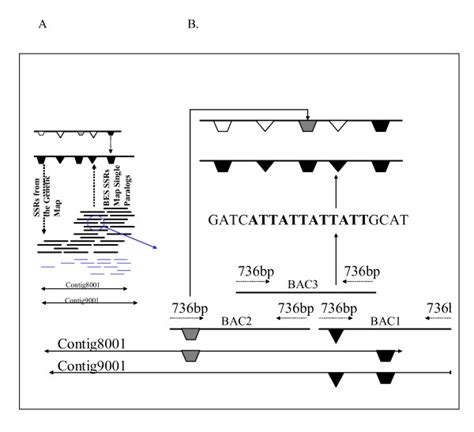 Diagram Of The Process To Use Repeat Motifs In Bac End Sequence To Download Scientific Diagram