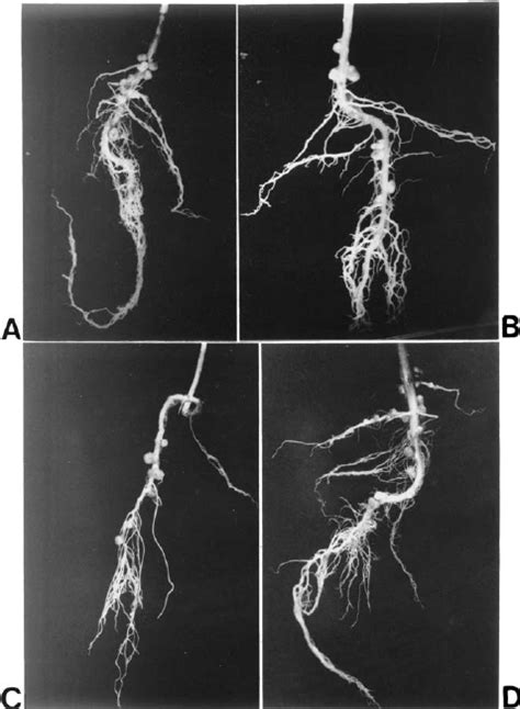Nodulation Pattern On The Intact Root System Of Plants Belonging To Download Scientific Diagram