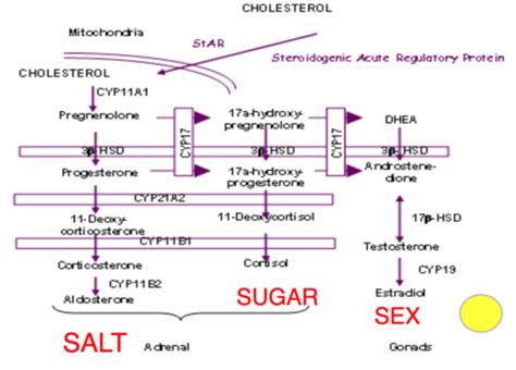 Hormonal Control Of Sexual Differentiation Flashcards Quizlet