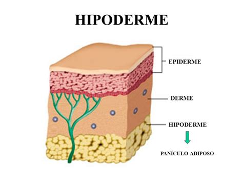Cartão Flashcard • 19173 • Biologia Olhonavaga