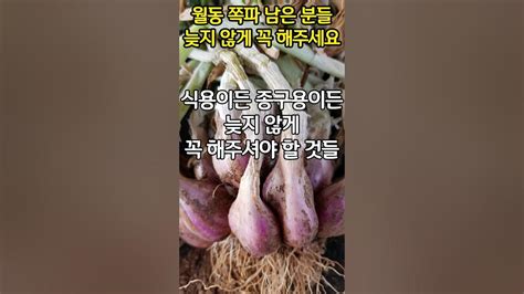 월동 쪽파 남은 분들 늦지 않게 꼭 이렇게 하세요 식용 종구용 쪽파 꼭 해줄 일들 Youtube